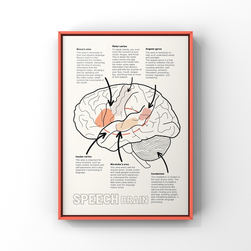 Speech Anatomy Art - Etsy