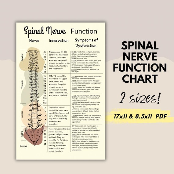 Lumbar Spinal Nerve Function Chart