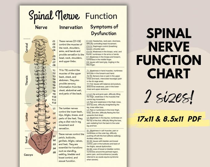 Chart of the Spinal Nerve, Print 5x7 - Etsy Canada