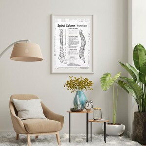 Spinal Column Poster, Spinal Nerve Function Chart, Chiropractic Nerve ...