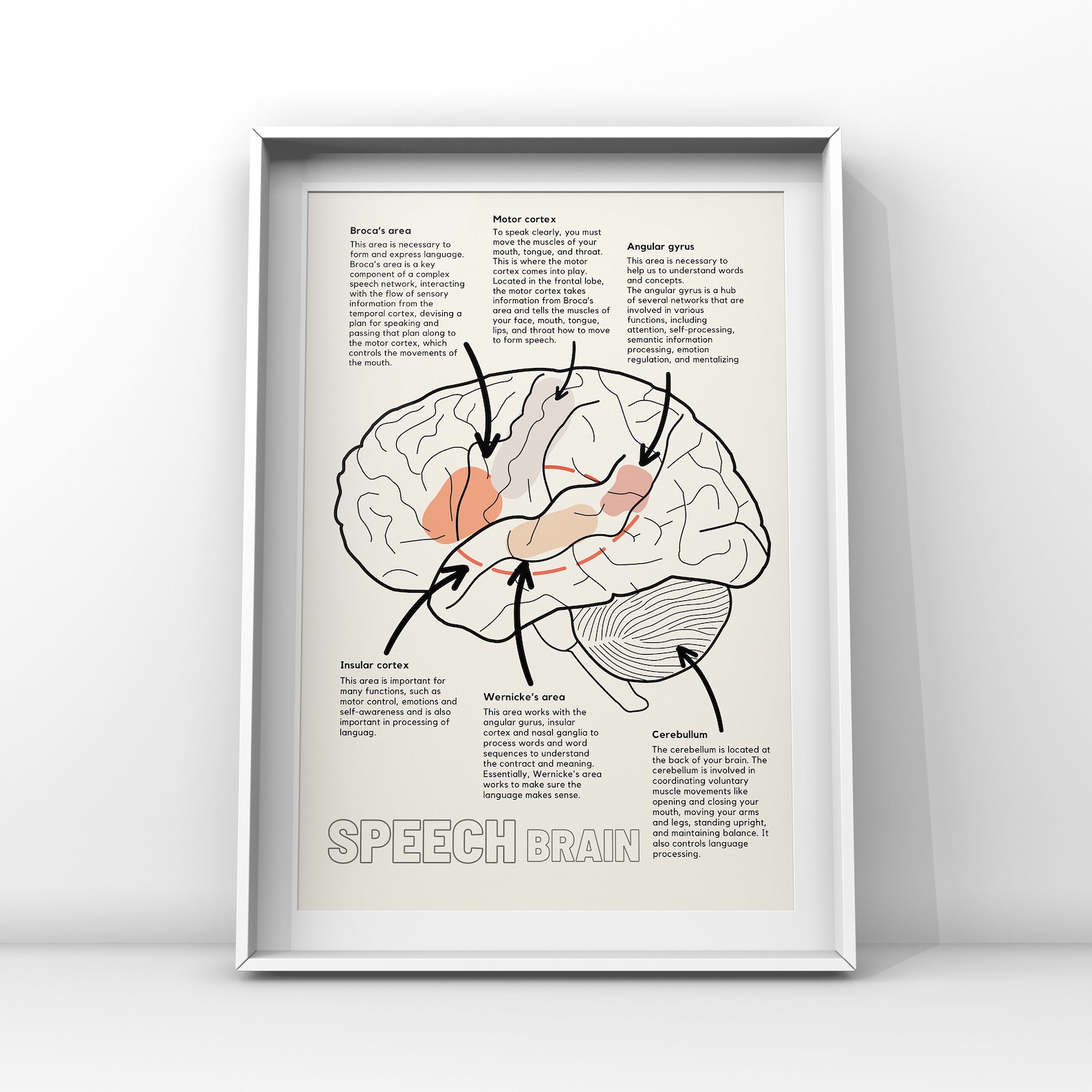 Speech Therapy Poster Brain Anatomy for Language Brain Wall - Etsy