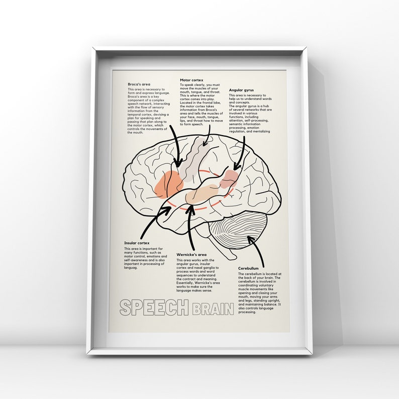Speech Therapy Poster Brain Anatomy for Language Brain Wall - Etsy