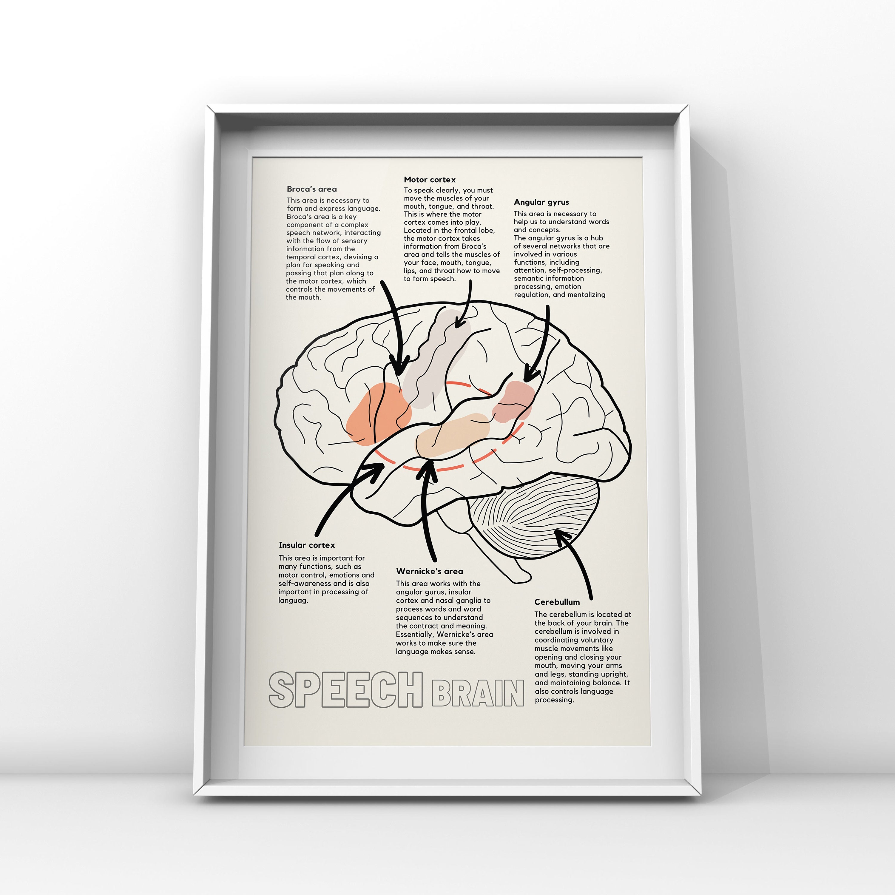 Speech Therapy Poster Brain Anatomy for Language Brain Wall - Etsy