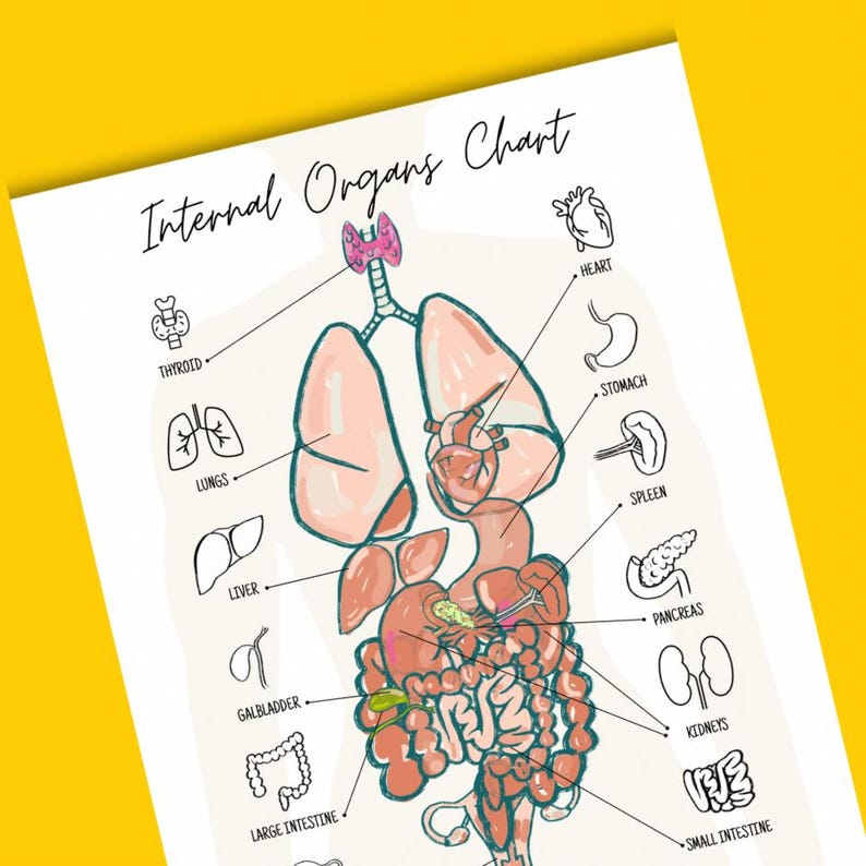 Human Body Organs Chart: Anatomy Educational Print (PDF & PNG) - Etsy