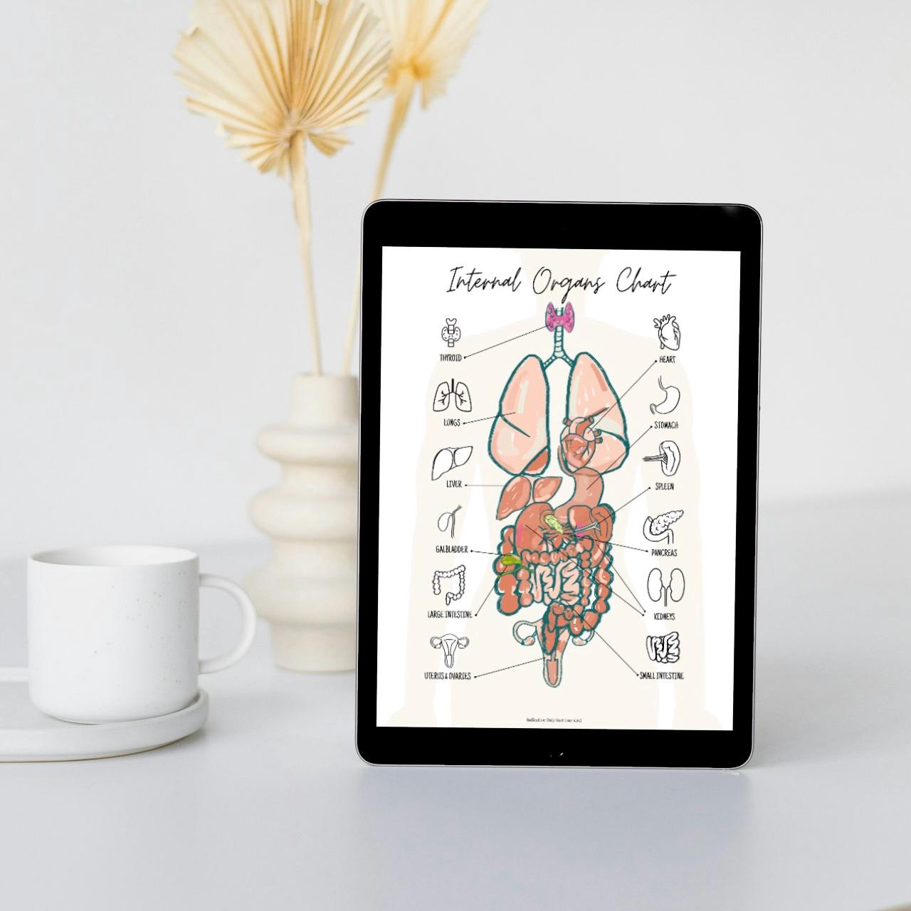Human Body Organs Chart: Anatomy Educational Print (PDF & PNG) - Etsy