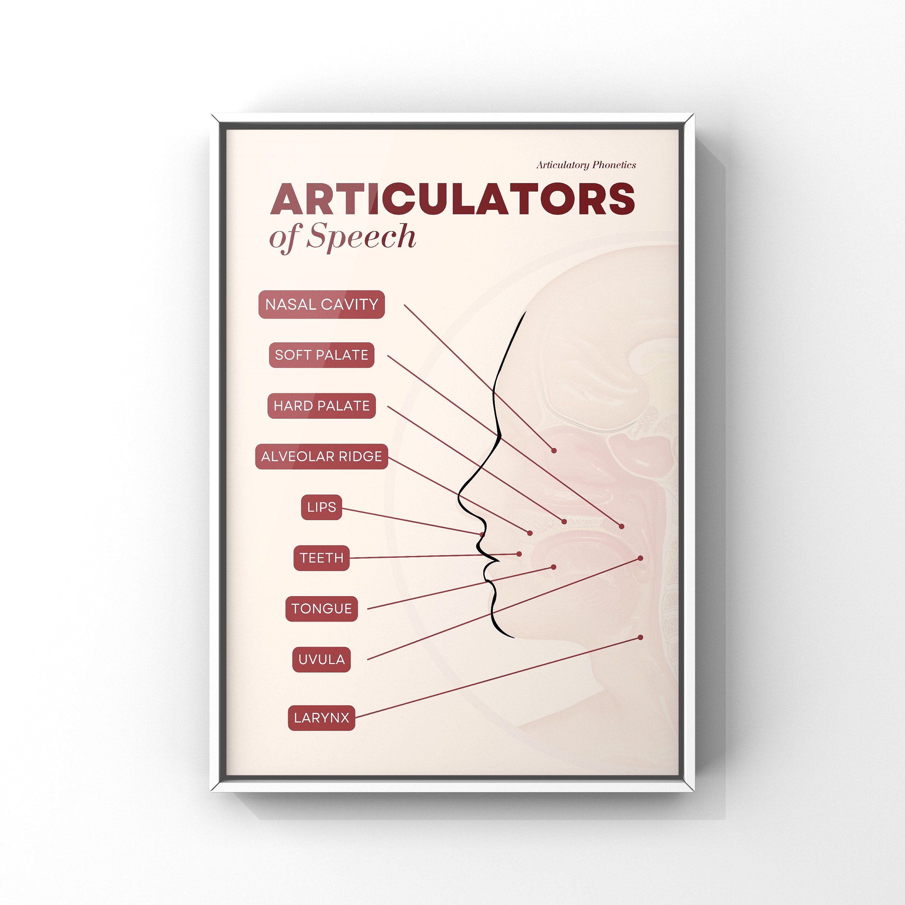 Speech Therapy Poster Brain Anatomy for Language Brain Wall - Etsy