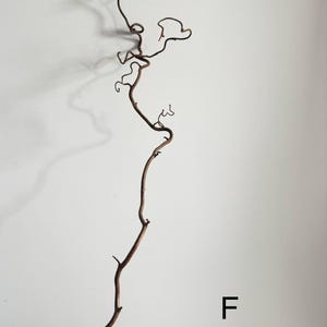 Natural Twisted Hazel Branches | 35" Wood Branches | Naturally Curly ...