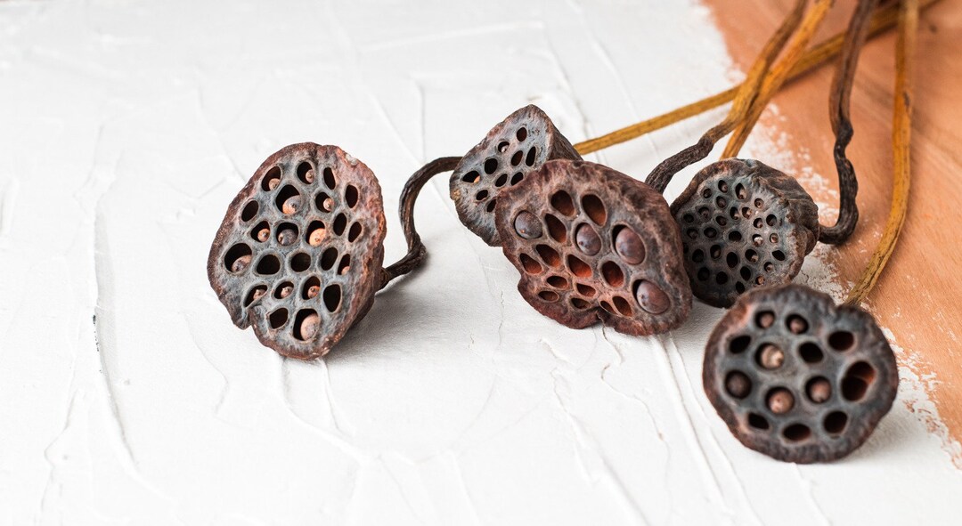 5 Pieces Natural Real Flower Lotus Dried Flowers, Home Flower ...