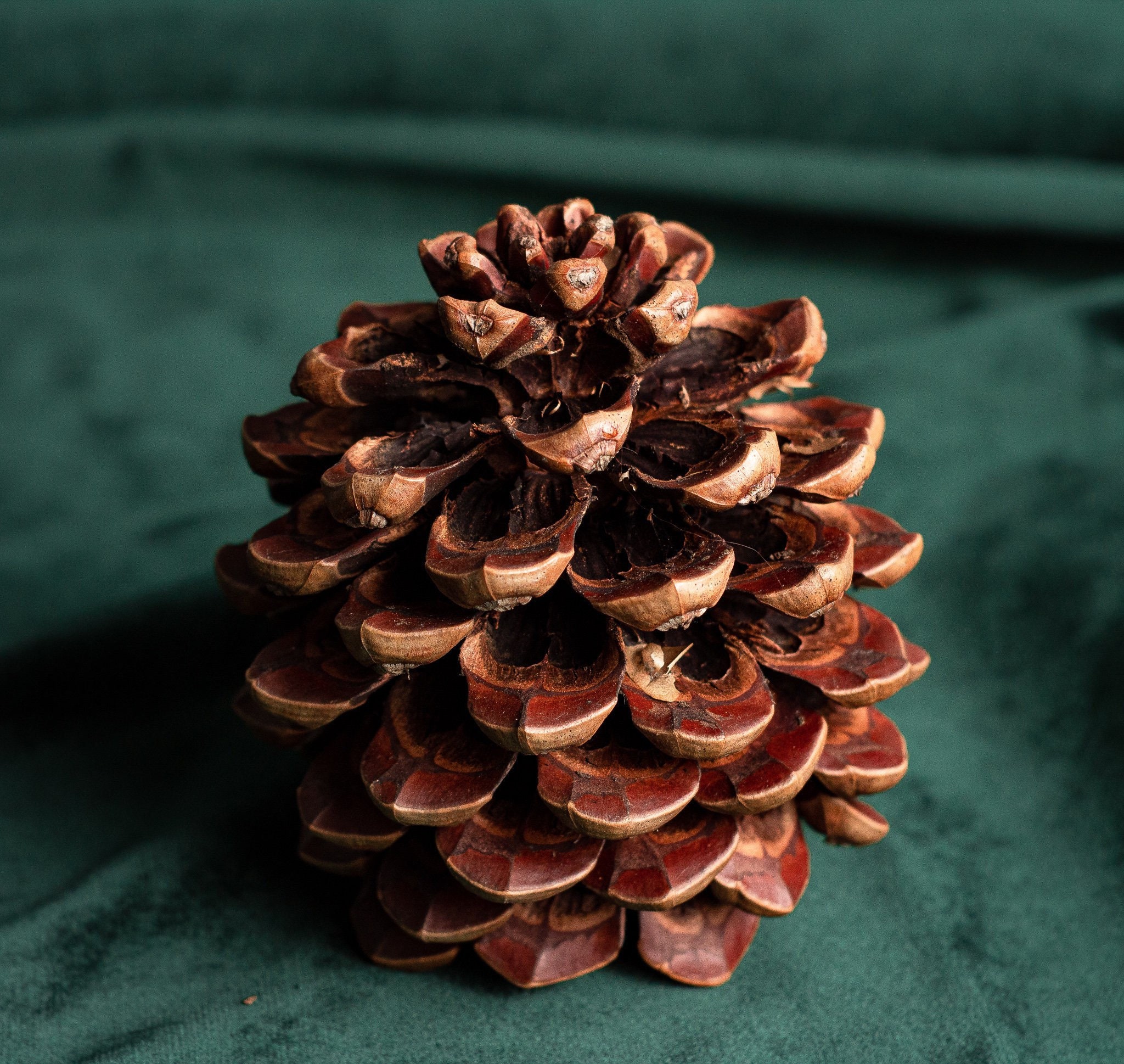 Natural Pinecones, Large Pinecones, Giant Pinecones, Diy Crafts Tools ...