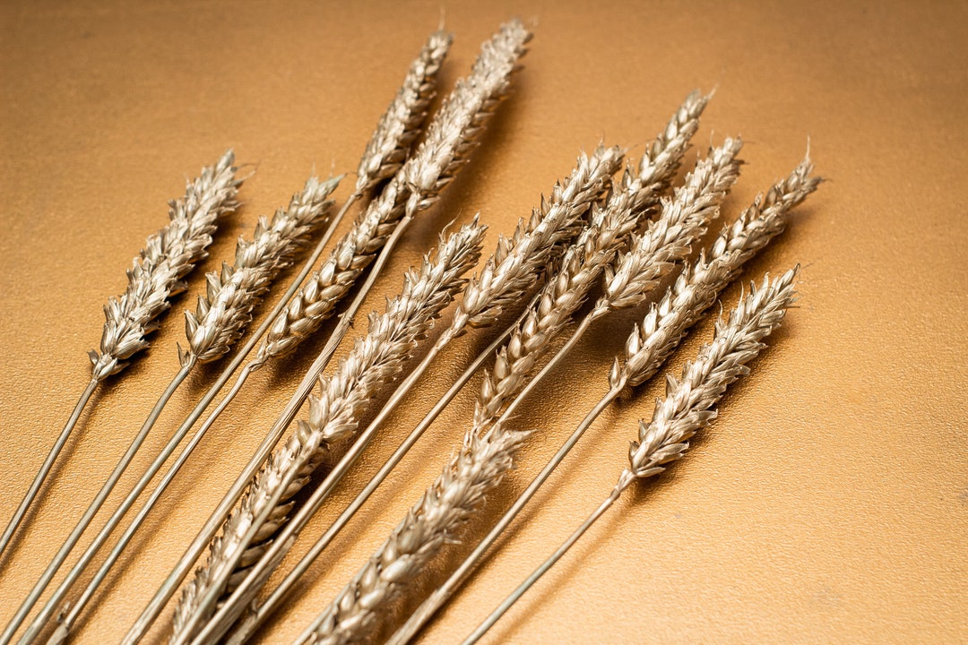 Golden Wheat Stems, Dried Wheat Stems, Natural Wheat, Golden Christmas ...