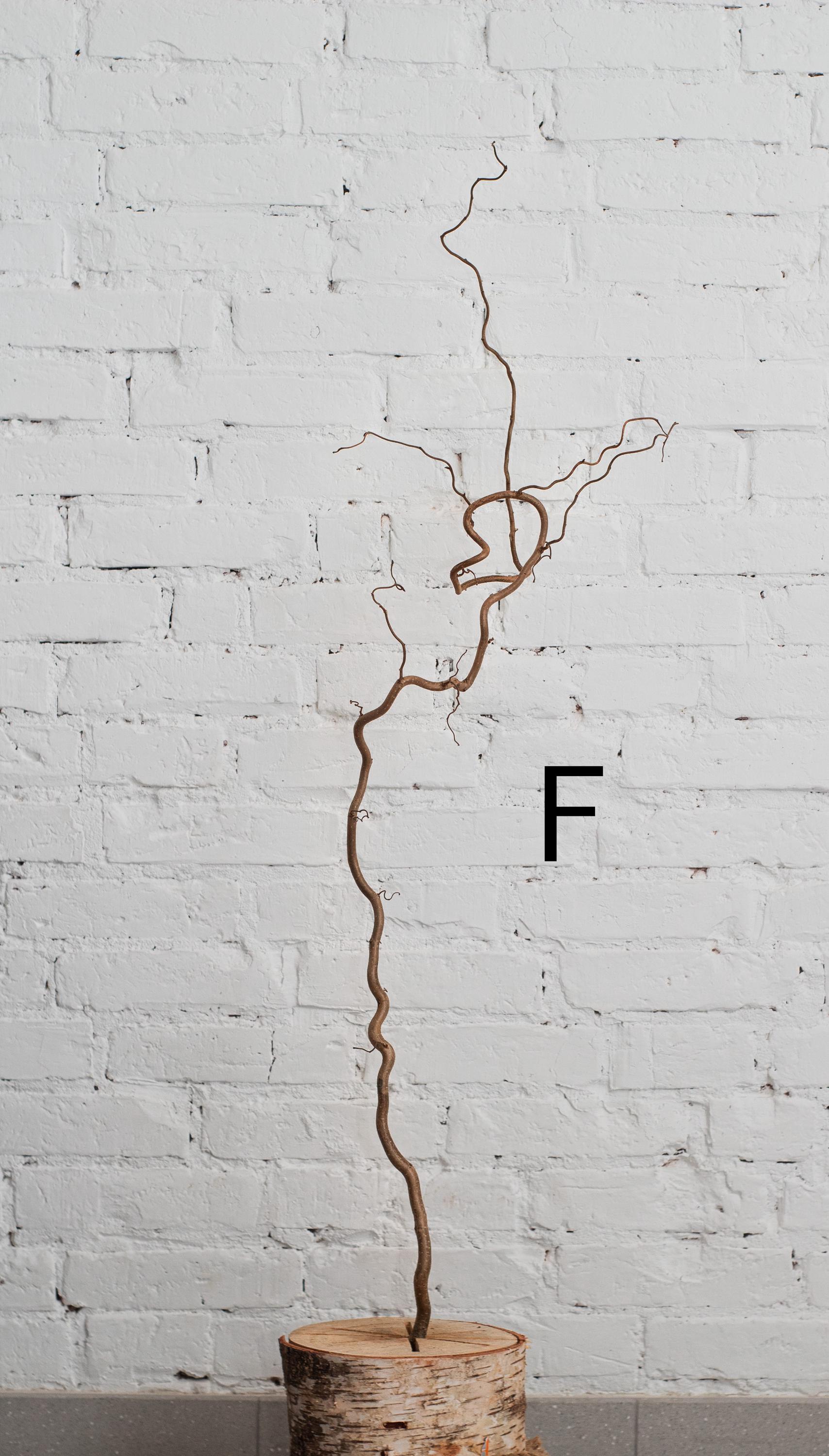 Natural Twisted Hazel Branches | 35" Wood Branches | Naturally Curly ...