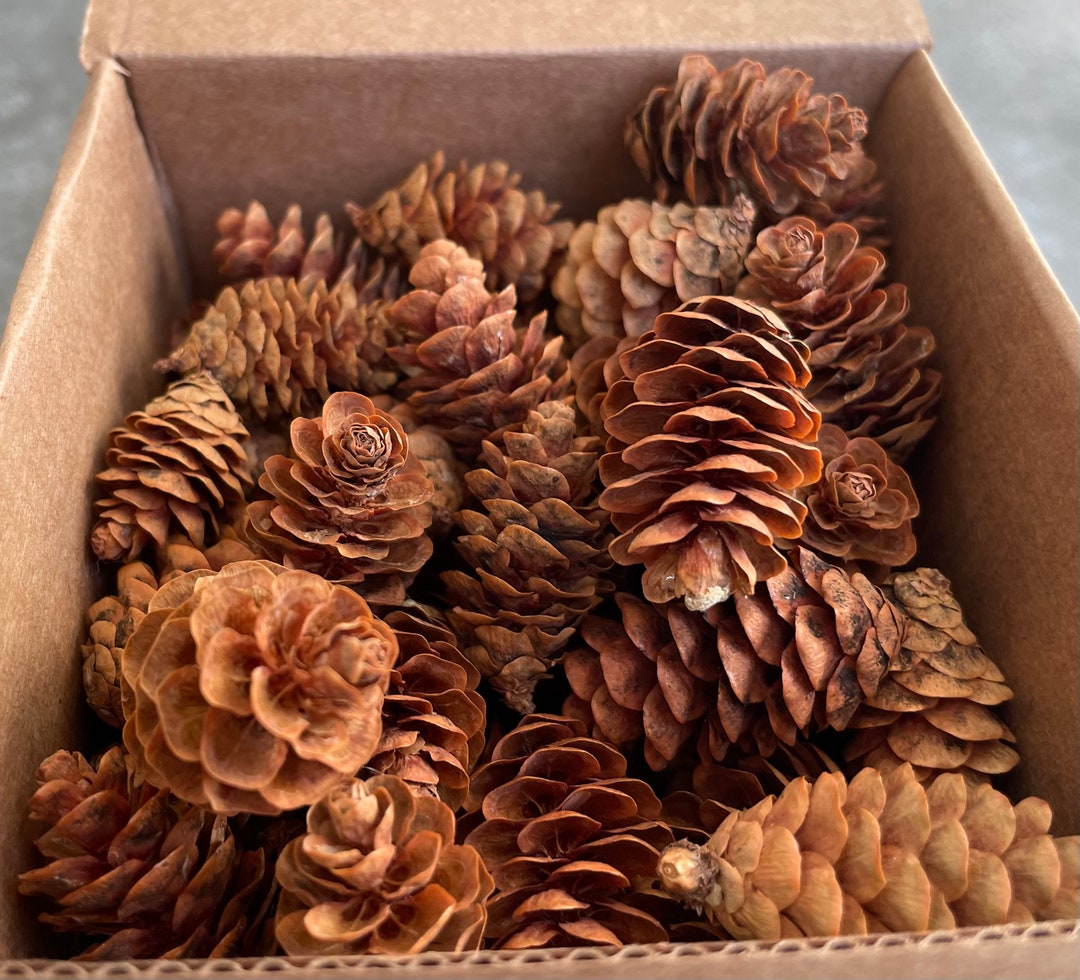 Mini Pine Cones, Box of 90 Mini Pine Cones, Pine Cones for Crafts Supplies, Bowl Filler , DIY ...