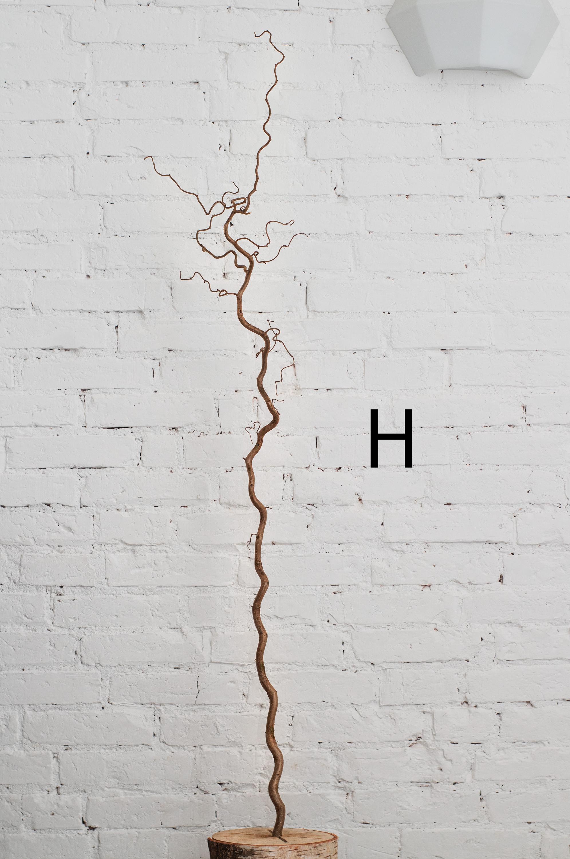 Natural Twisted Hazel Branches | 35" Wood Branches | Naturally Curly ...
