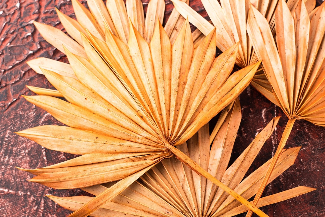Dried Palm Leaves Natural Palm Leaf Orange Palm Leaves - Etsy