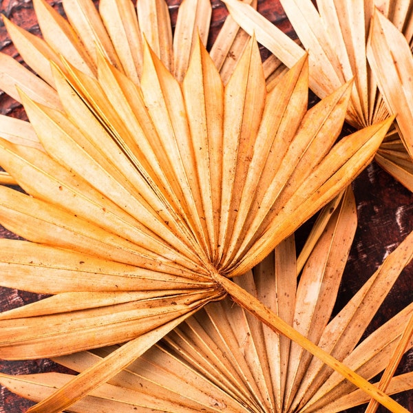 Dried Palm Leaves - Etsy