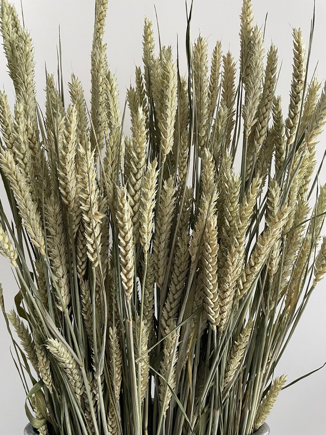 50 Natural Wheat Stems , Dried Wheat Bouquet, Eco Home Decoration, Boho ...