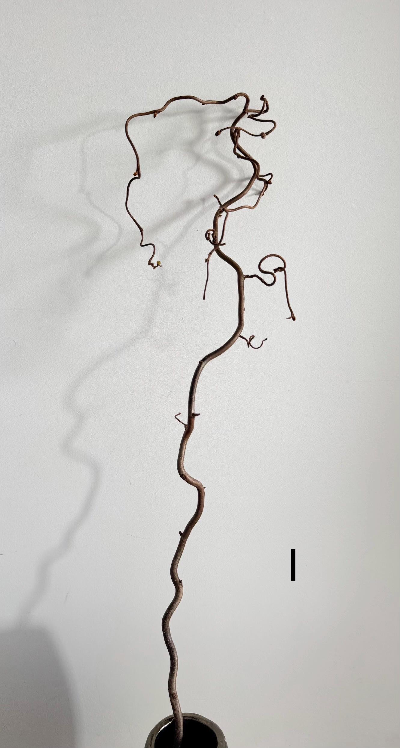 Natural Twisted Hazel Branches | 35" Wood Branches | Naturally Curly ...