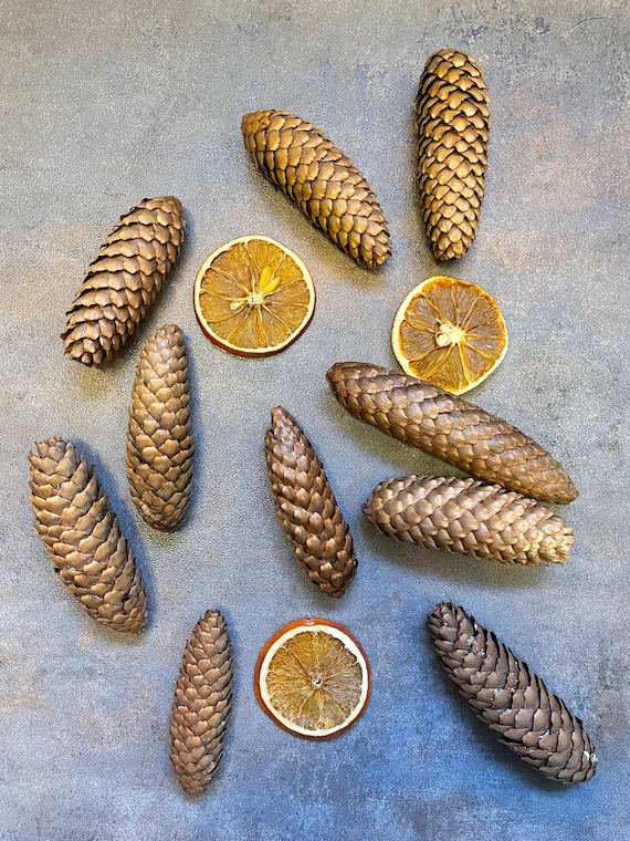 Norway Spruce Cones Natural Spruce Pine Cones Large Pine - Etsy