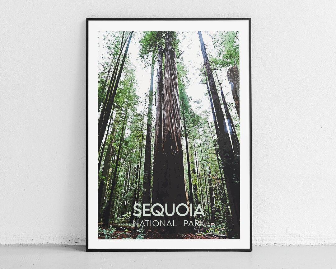 Sequoia National Park Wall Art Print - Tree Wall Art - California Art ...