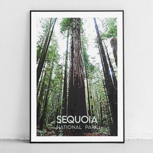 Sequoia National Park Wall Art Print - Tree Wall Art - California Art ...