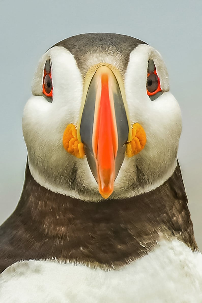 Puffin Face - Etsy