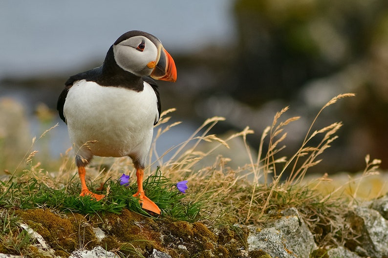 Elliston Puffin Beside Blue Harebell Flowers - Etsy