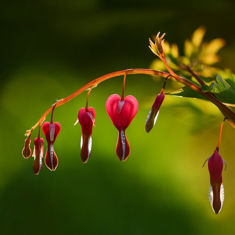 Bleeding Heart Plant - Etsy