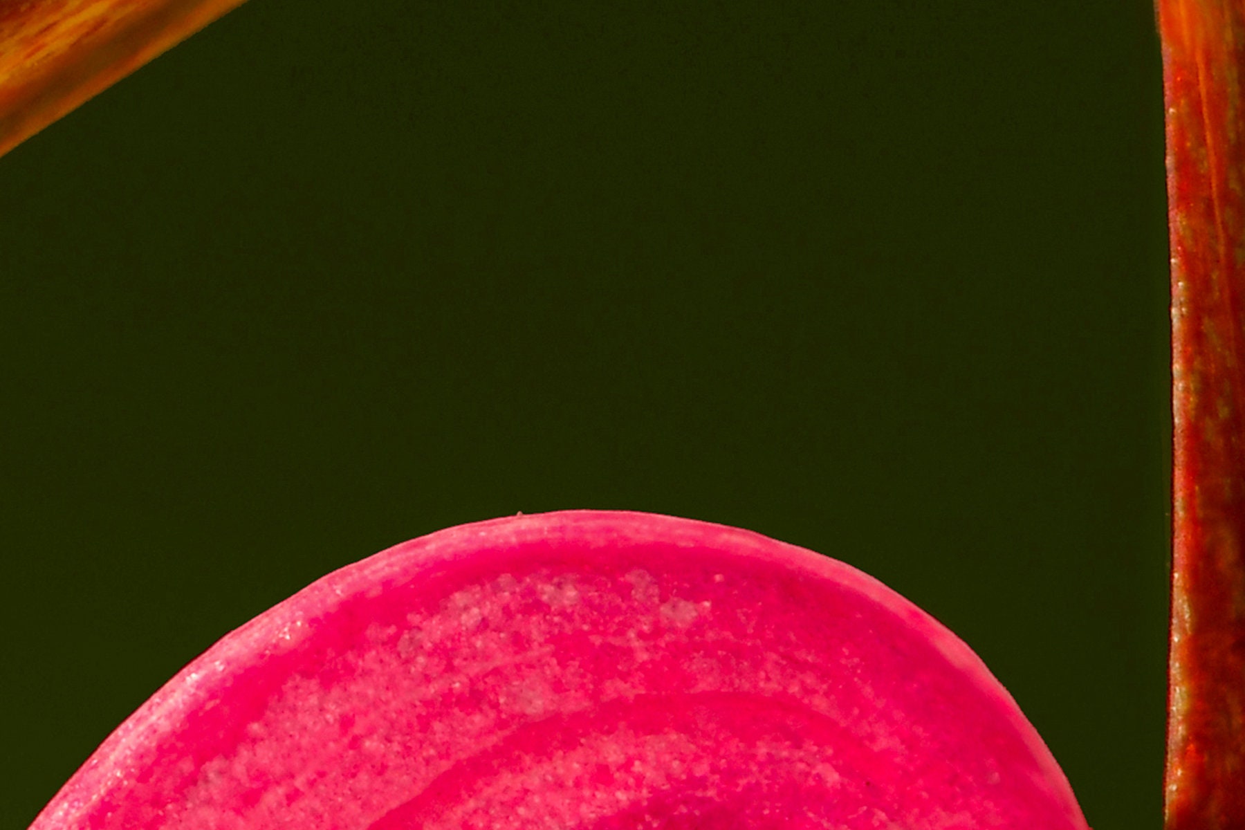 A Single Bleeding Heart Flower - Etsy