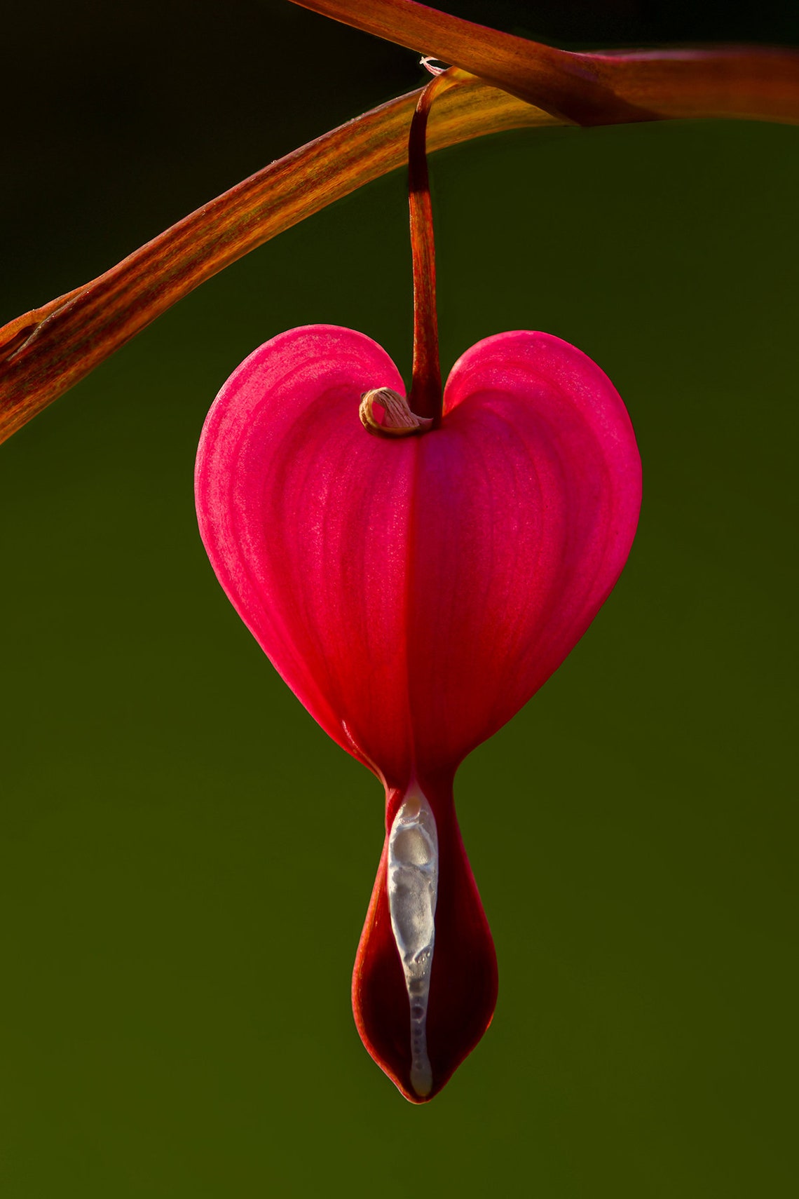 A Single Bleeding Heart Flower - Etsy