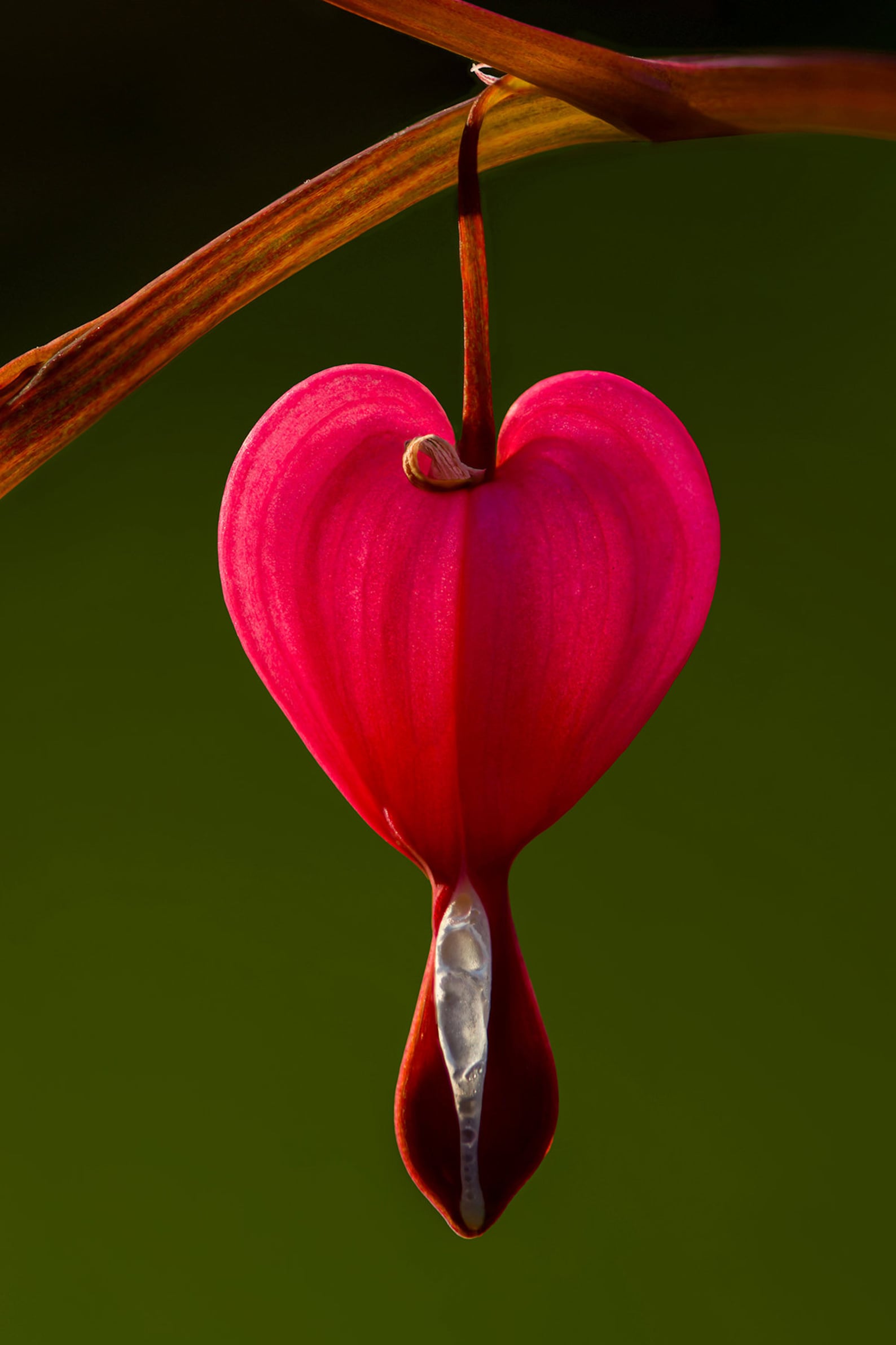 A Single Bleeding Heart Flower - Etsy