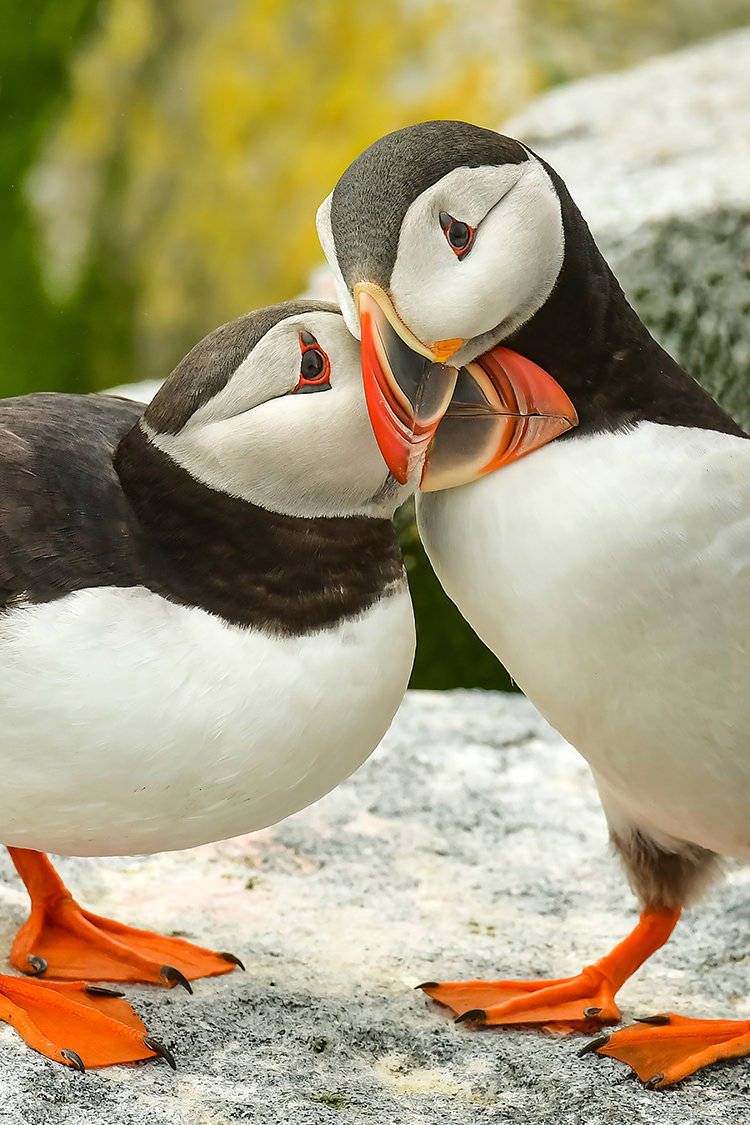 Puffin Lovers - Full View of Feet - Etsy