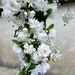 Wedding Arch White Flowers Artificial Silk Flower for Wedding Garland ...