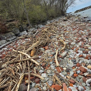Lake Erie Driftwood Upside Tree - Etsy