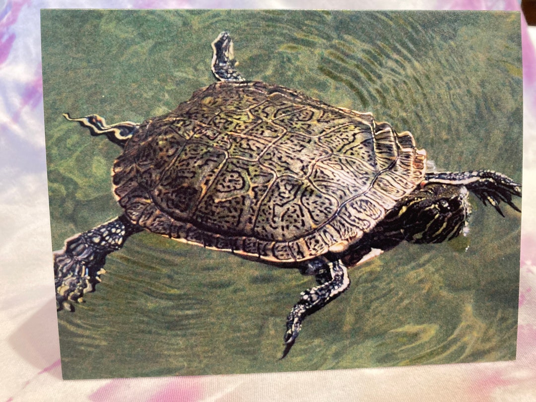 Wild & Punny Birthday Card: Turtle - Etsy