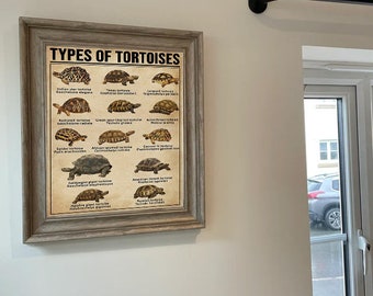 Tortoise Knowledge Poster - Etsy