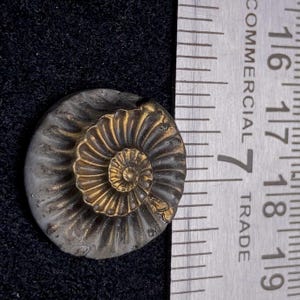 Pyritized Ammonite a Fossilized Masterpiece 20.3x20.3x7.4 Mm 19.25 ...