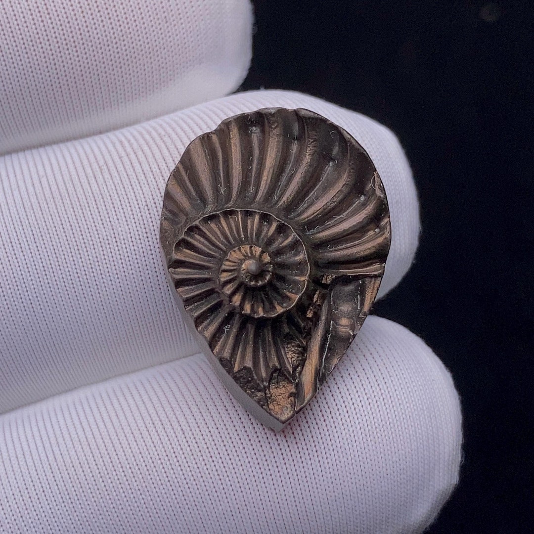 Pyritized Ammonite a Fossilized Masterpiece 21.7x15.6x6.2 Mm 10.80 ...