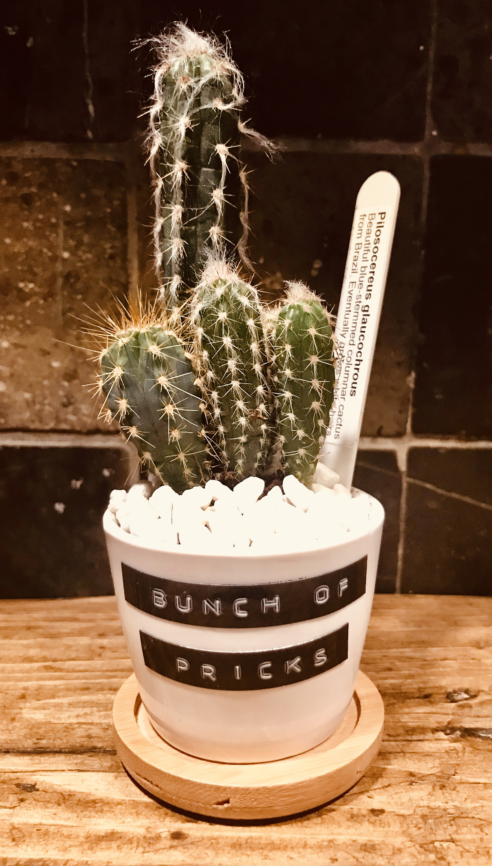 Rude Naughty Mini Ceramic Cactus Pots With Bamboo Saucer Plant - Etsy UK