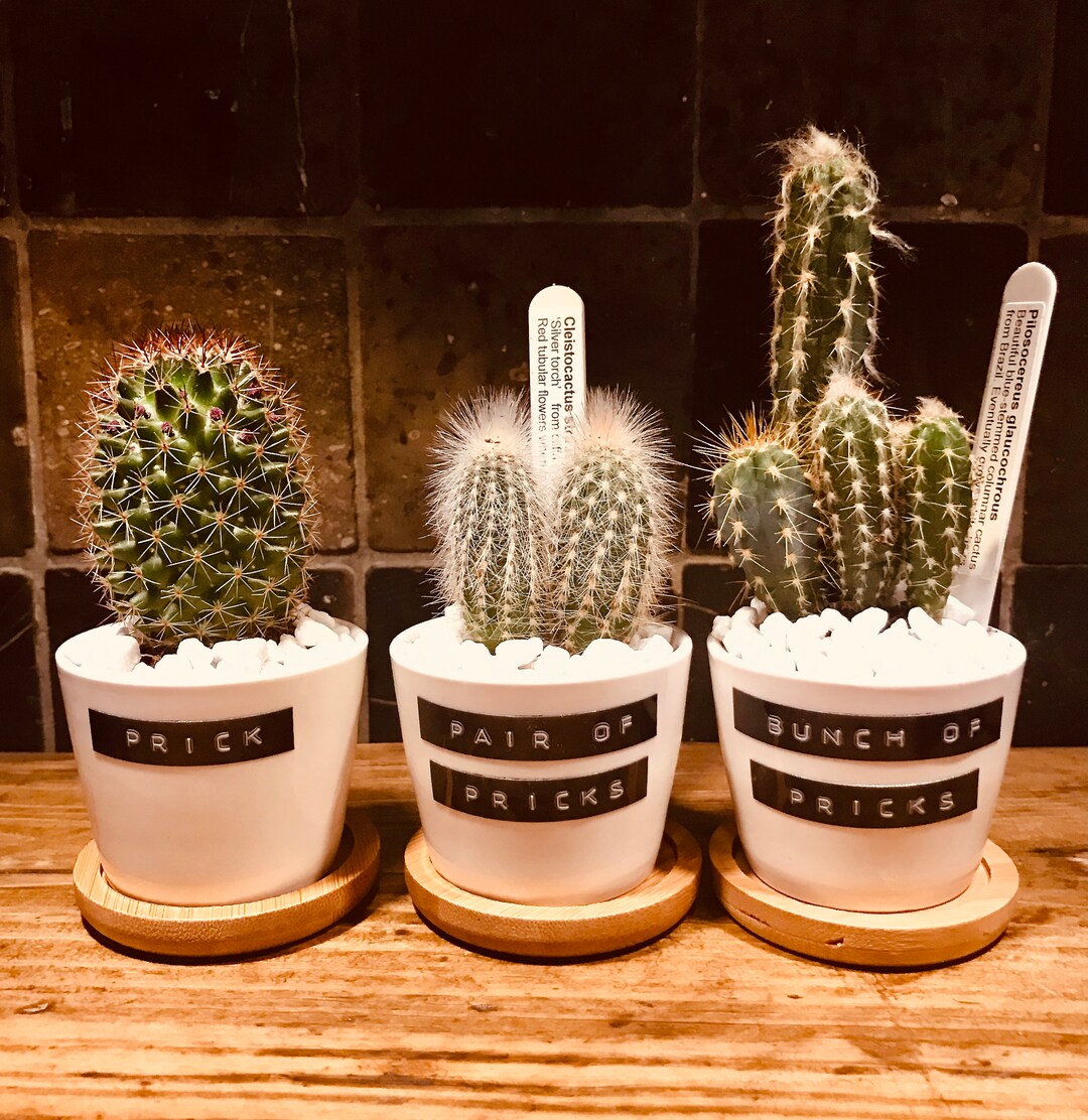 Rude Naughty Mini Ceramic Cactus Pots With Bamboo Saucer Plant Pot ...