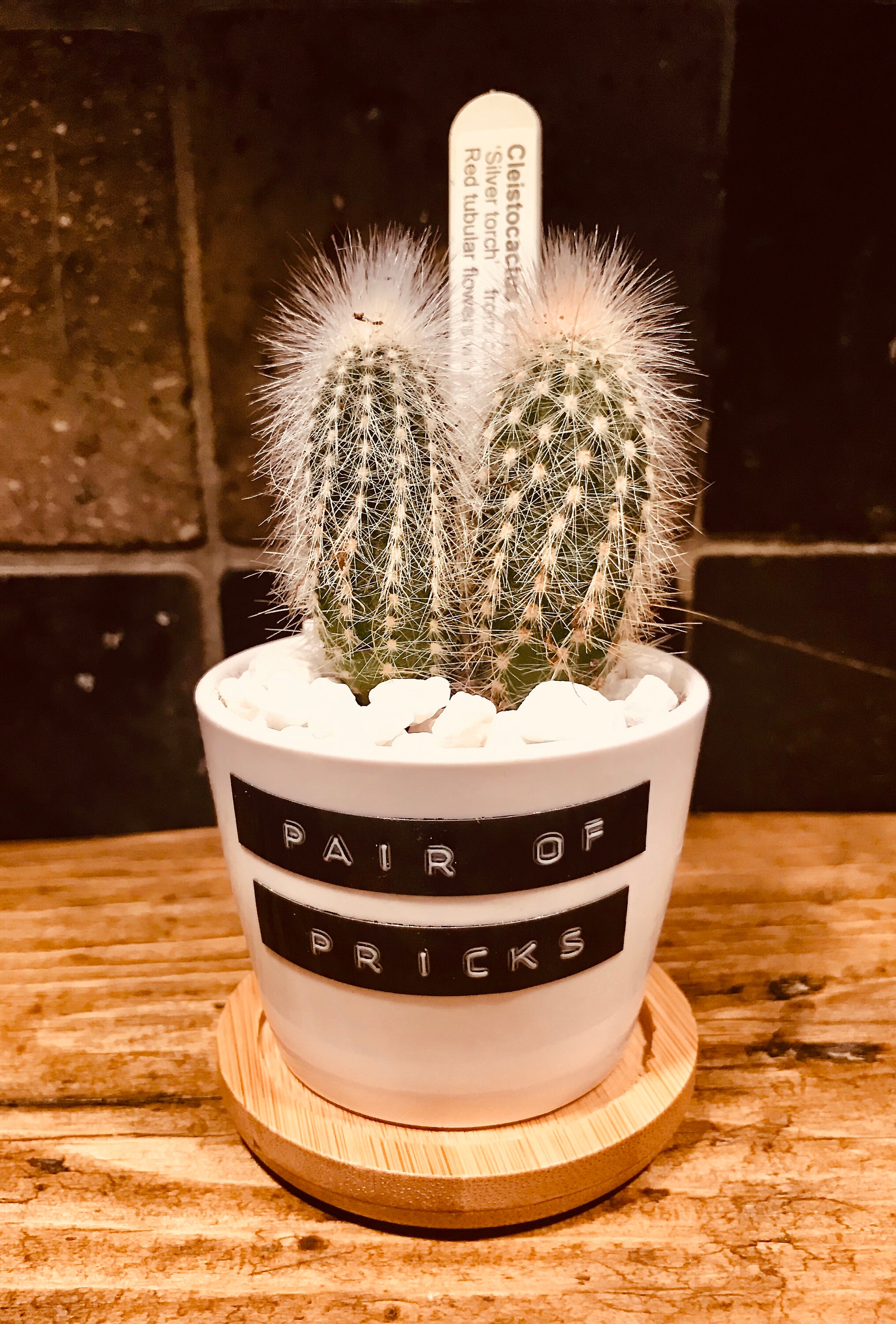 Rude Naughty Mini Ceramic Cactus Pots With Bamboo Saucer Plant Pot ...