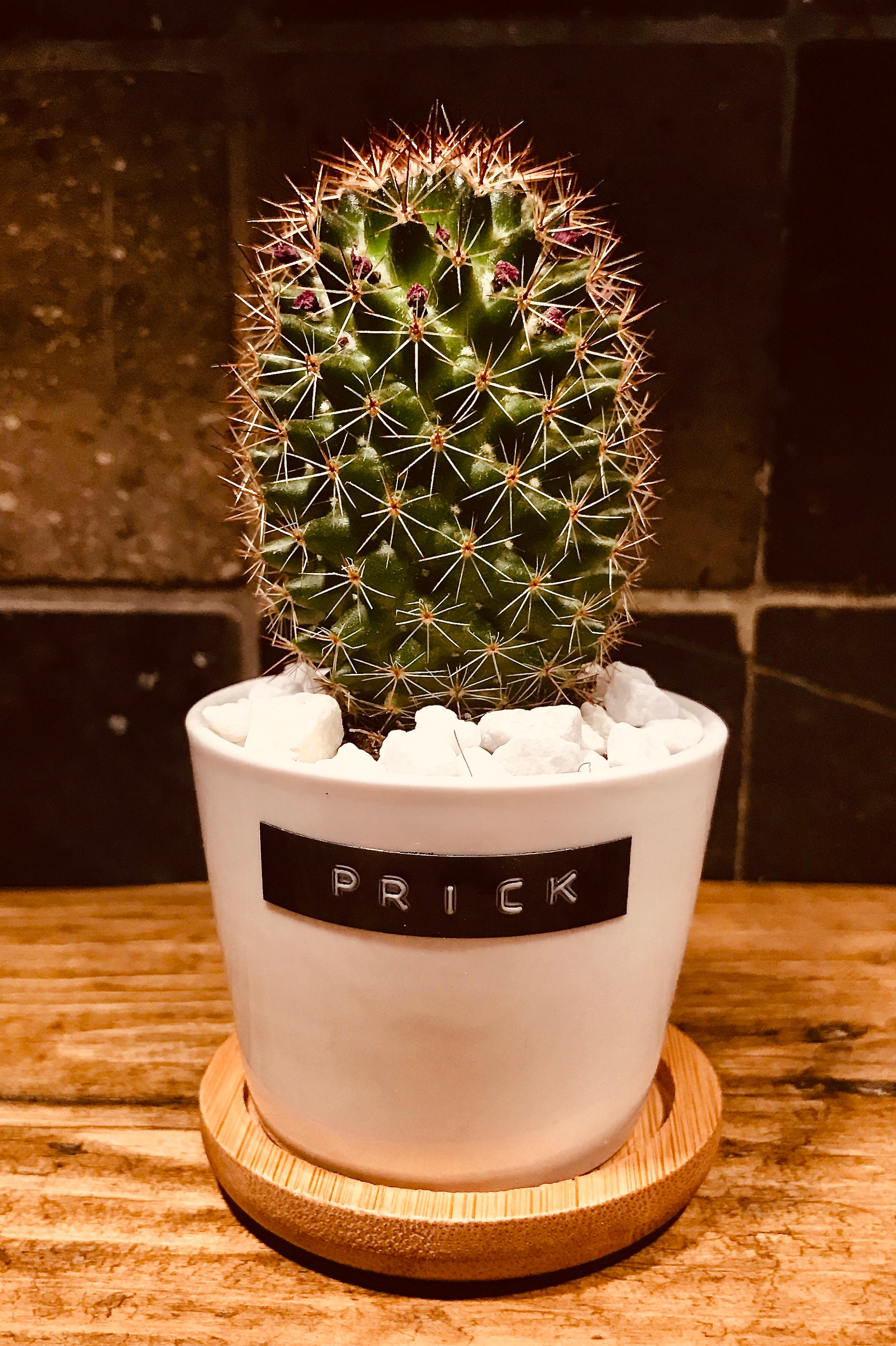 Rude Naughty Mini Ceramic Cactus Pots With Bamboo Saucer Plant Pot ...