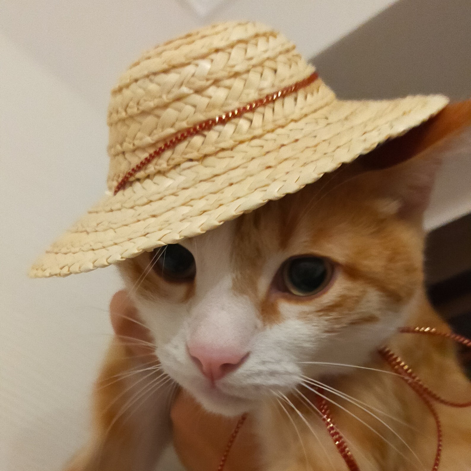 Straw Hat for Cats Holiday Cat Christmas Straw Pet Hat for Cats - Etsy