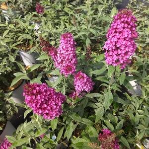 Hot Raspberry Butterfly Bush | Buddleia Buzz 'hot Raspberry | Quart ...