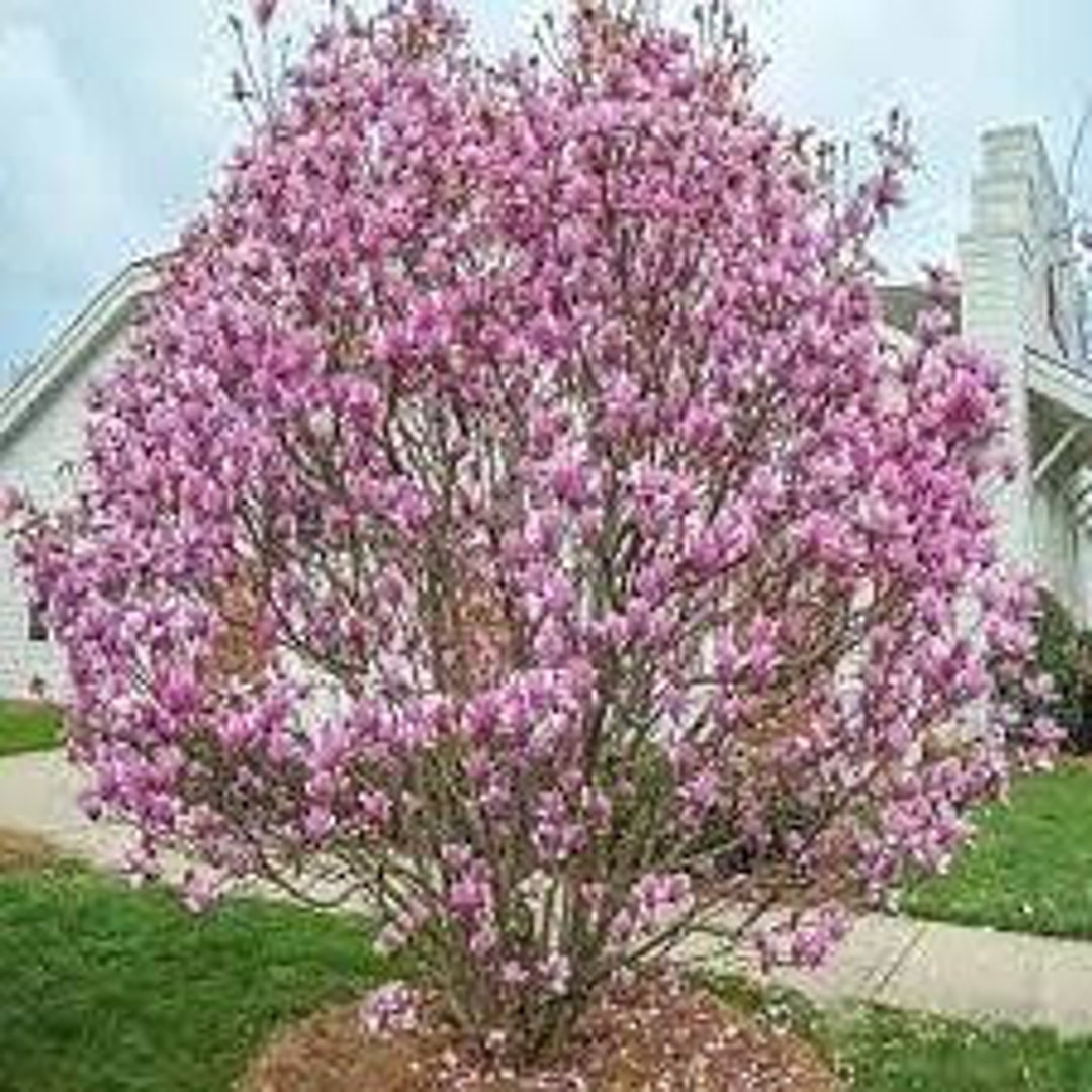 Jane Magnolia | Magnolia X 'jane' | Quart, 1, 3, & Gallon Plant ...