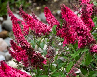 Prince Charming Butterfly Bush - Etsy