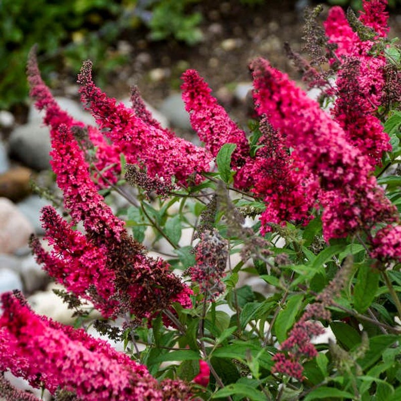 Prince Charming Butterfly Bush Monarch® Buddleia 'prince - Etsy