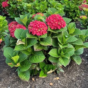 Cherry-go-round™ Reblooming Hydrangea | Red Hydrangea | Bloomin' Easy ...