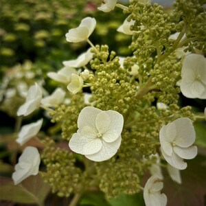 Toy Soldier ™ Oakleaf Hydrangea | New Plant Introduction | Blooming ...