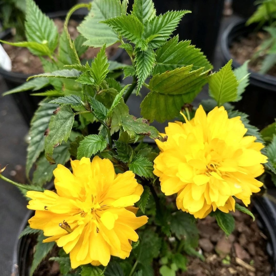 Double Yellow Kerria Japonica Shrub | Easter Rose - Etsy