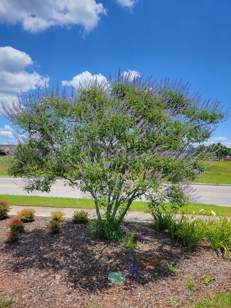 Chaste Tree | Vitex Angus Castus 'shoal Creek' - Etsy